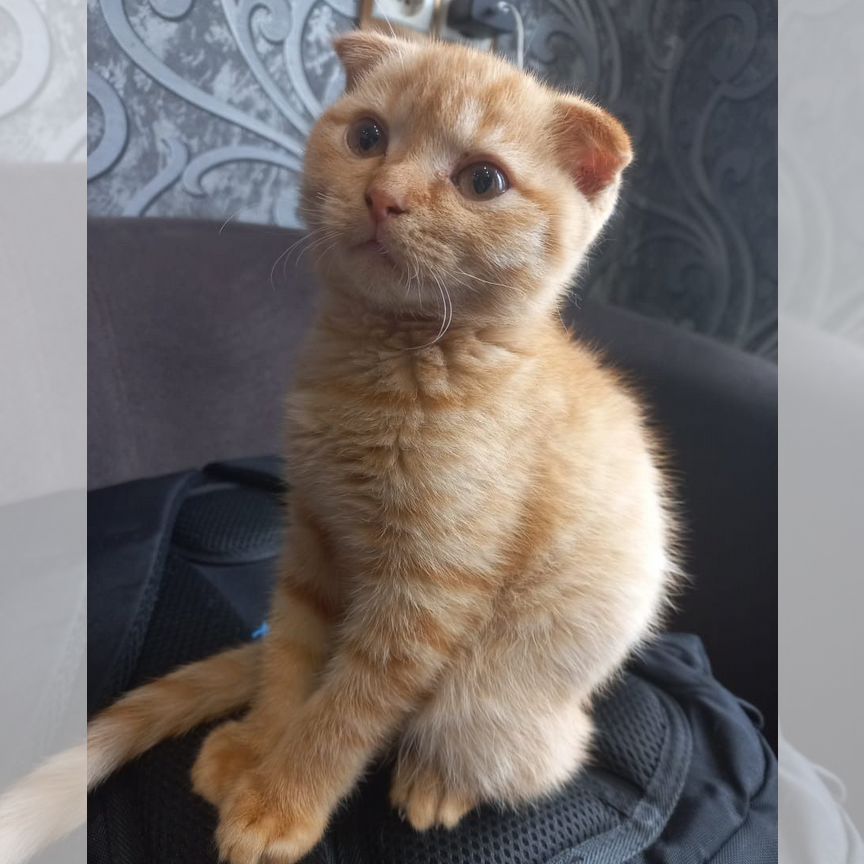 Британский короткошёрстный котёнок