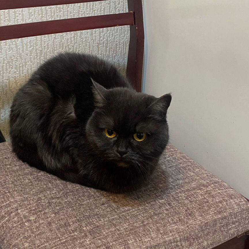 Черная кошка