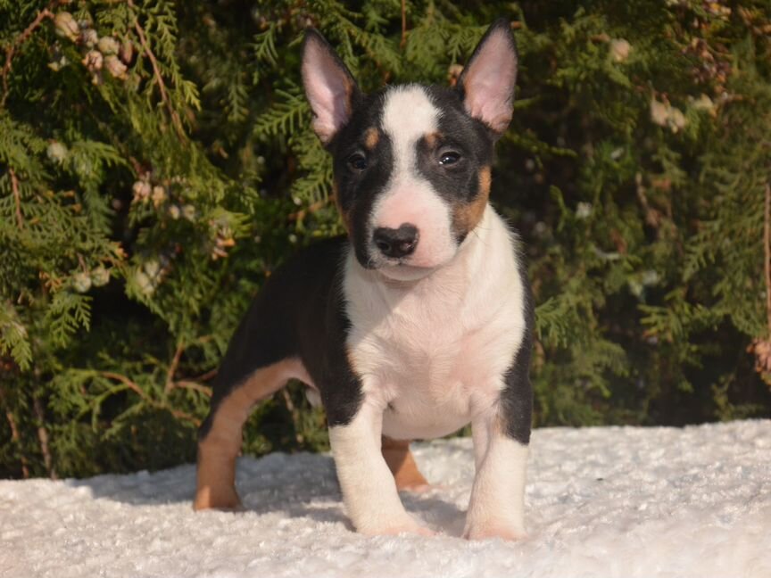 Миниатюрный бультерьер