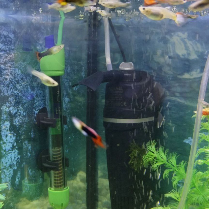 Аквариумные рыбки гупи