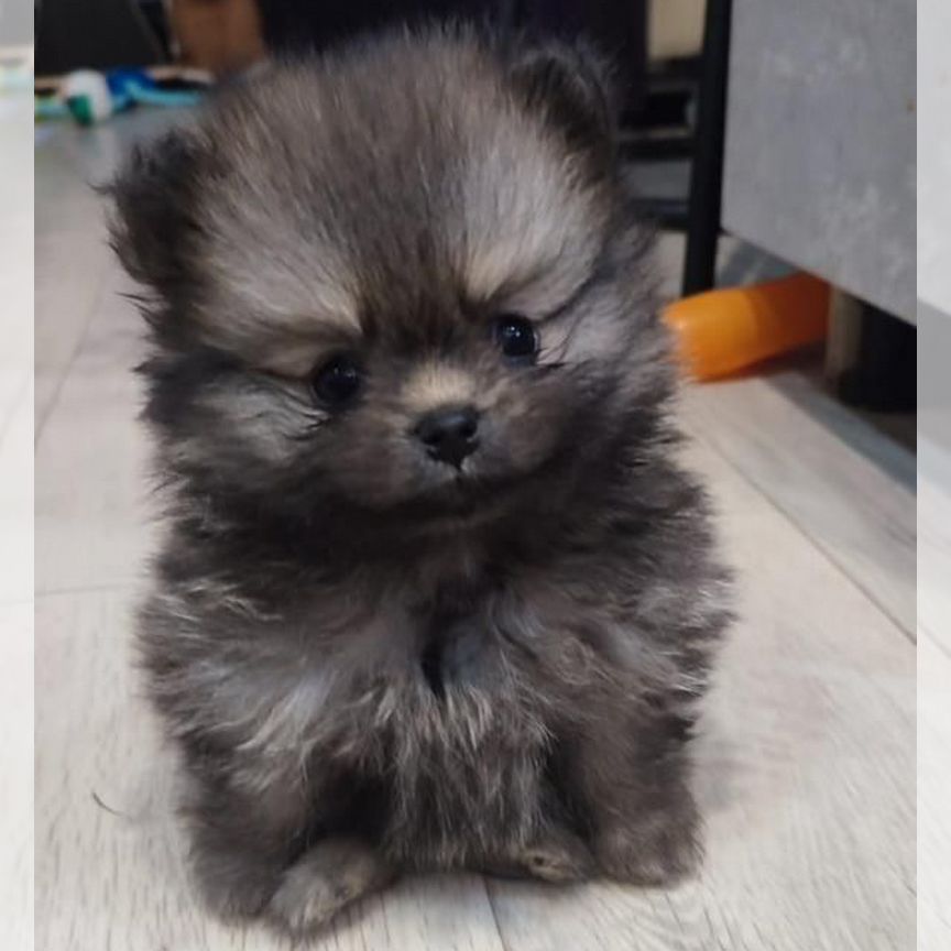 Померанский шпиц, щенок