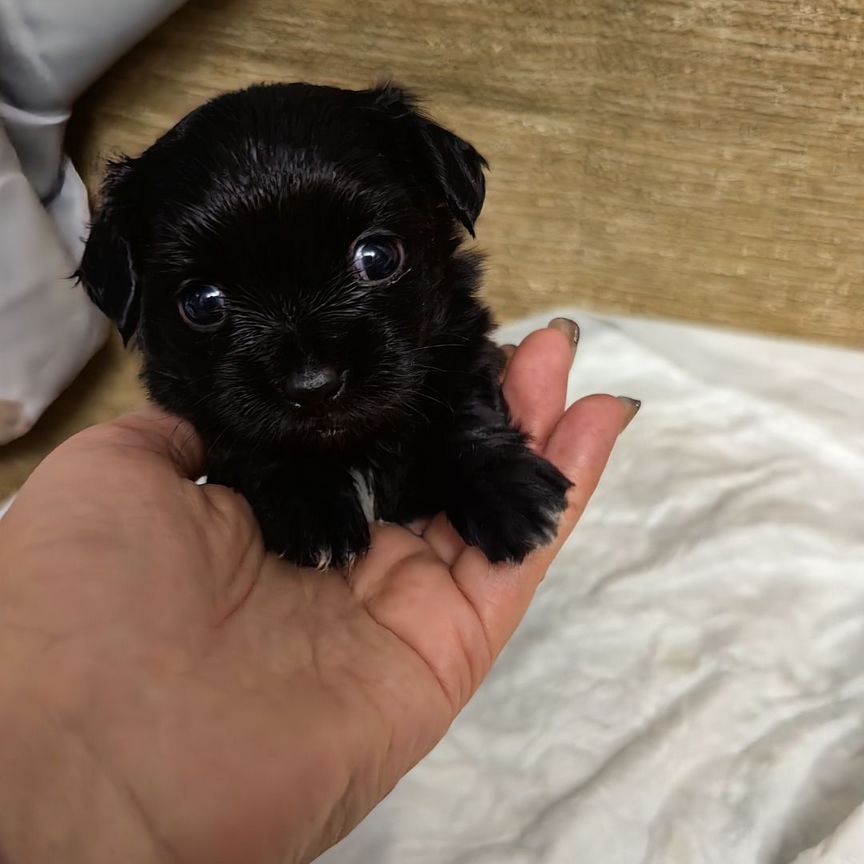 Щенки чихуахуа мини