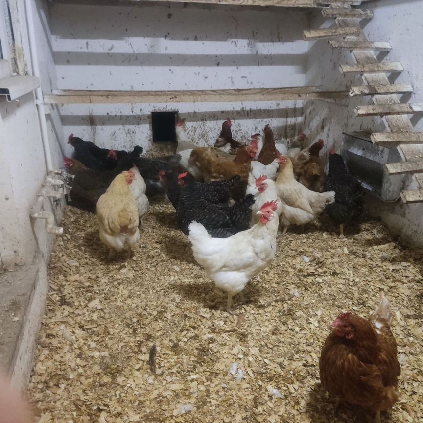 Куры несушки