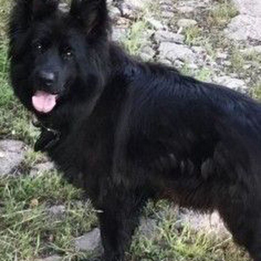Черная немецкая овчарка