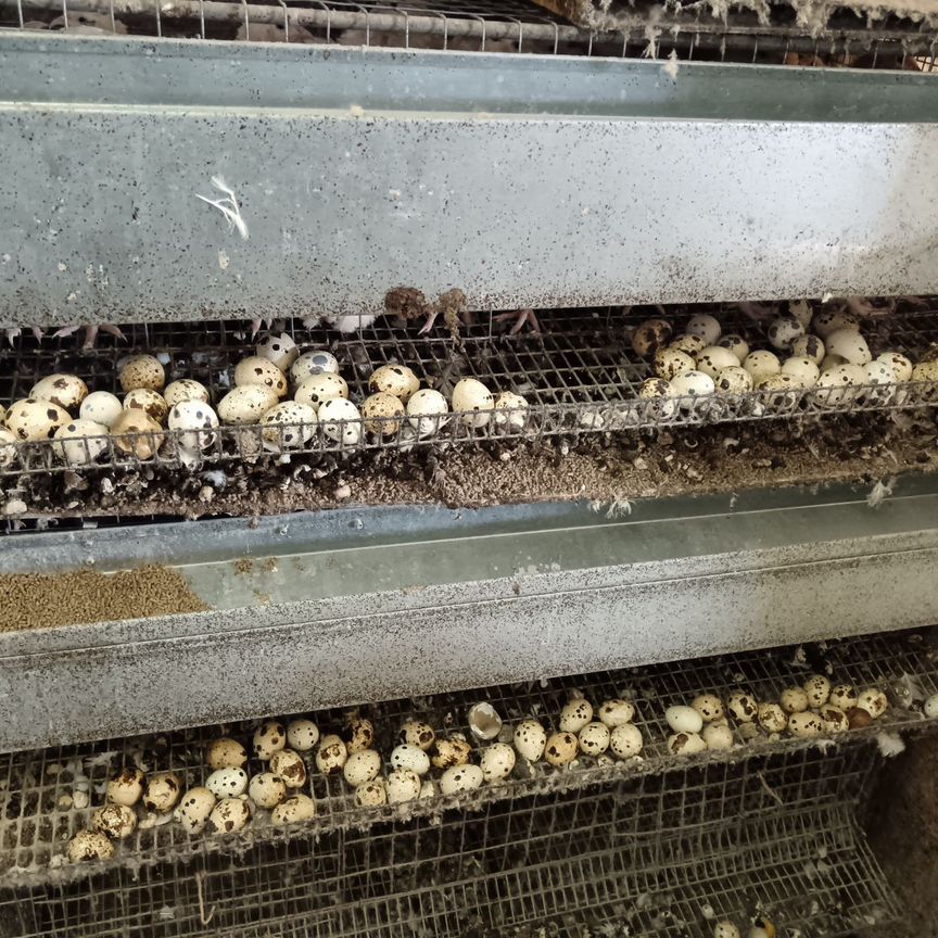 Перепела несушки