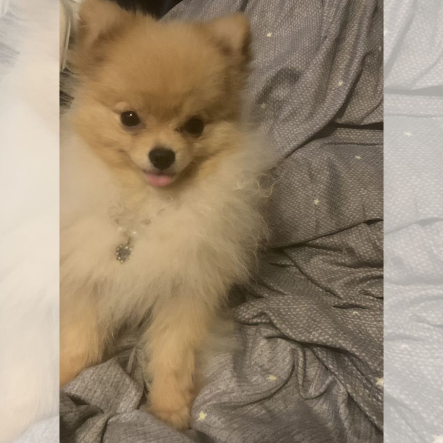 Померанский шпиц, взрослый пёс