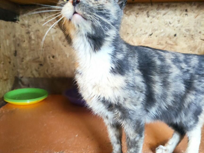 В добрые руки