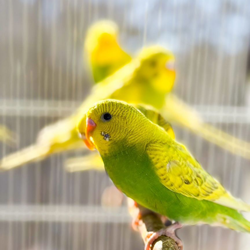 Попугай Птенцы Волнистые Малыши