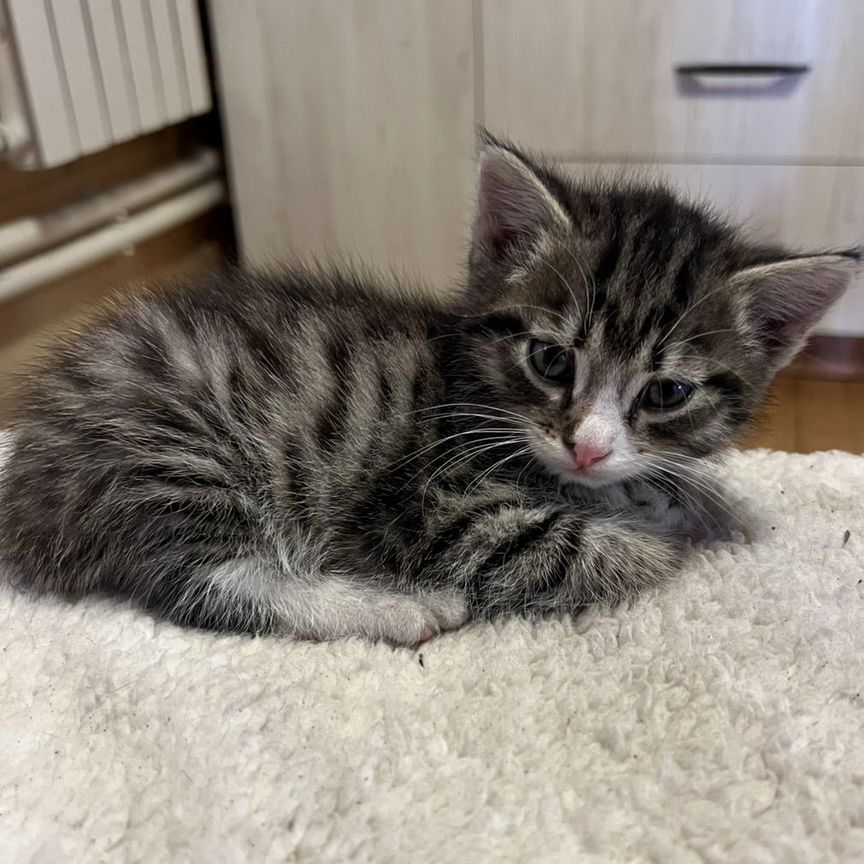 Котёнок в добрые руки