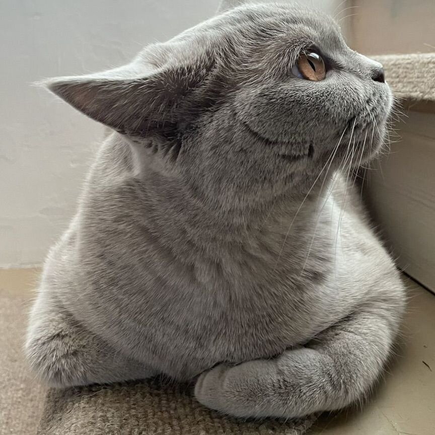 Британская короткошёрстная, взрослая кошка