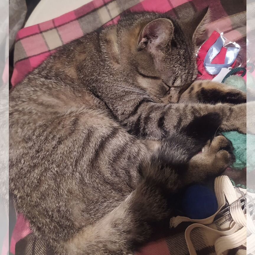 Взрослая кошка в добрые руки