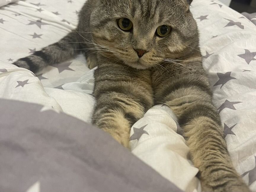 Шотландский кот на вязку