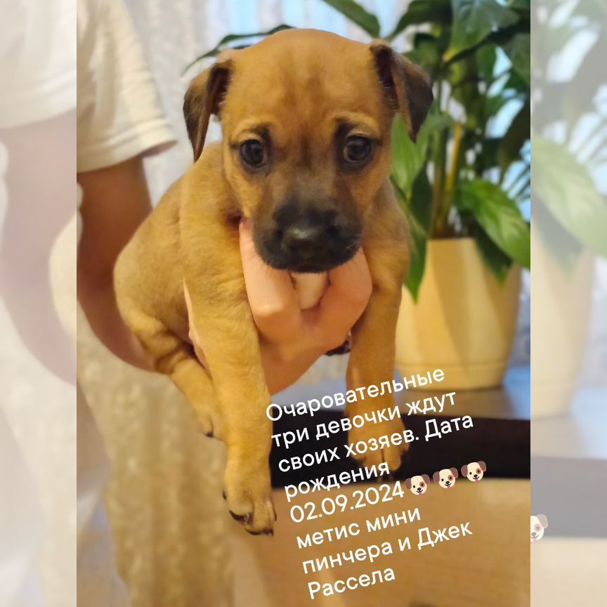 Щенки метис Джек Рассел и мини пинчера