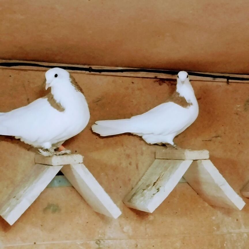 Голуби Пермь пара