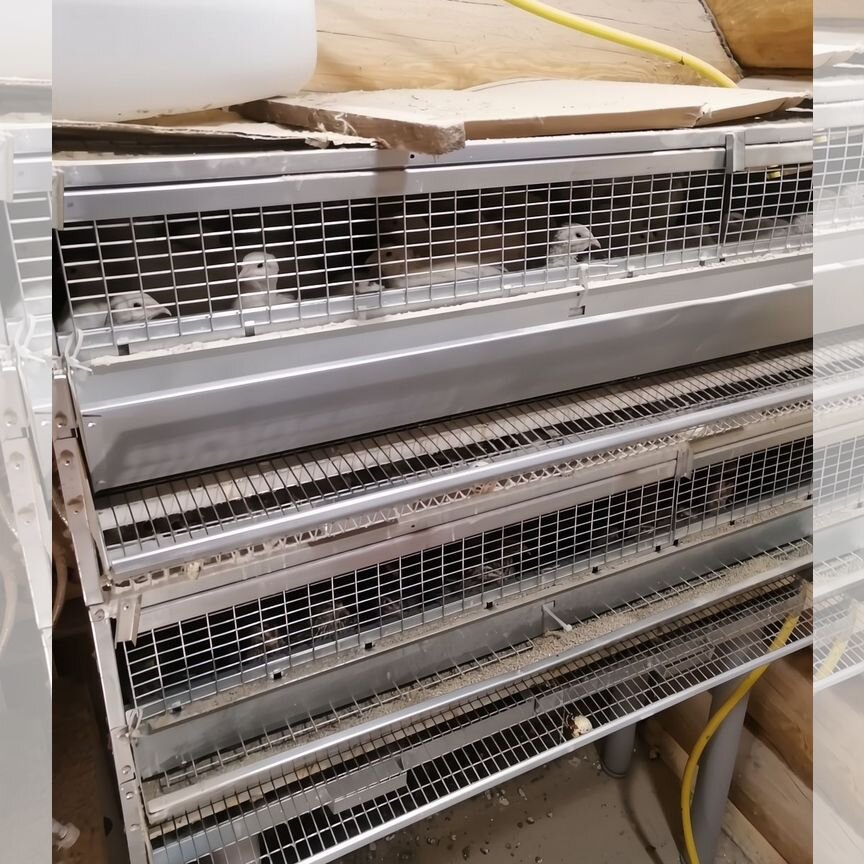 Перепела яйценосные