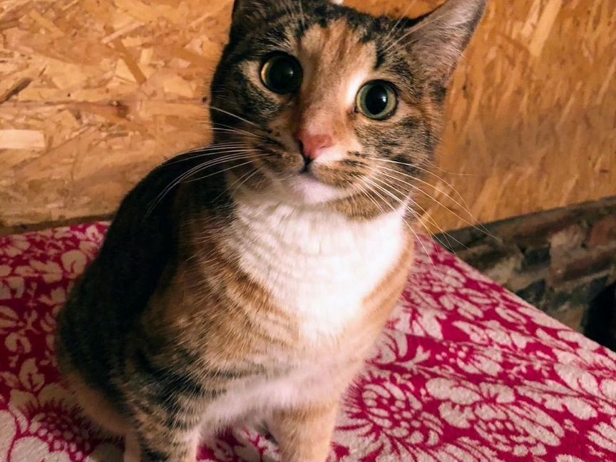 Кошка