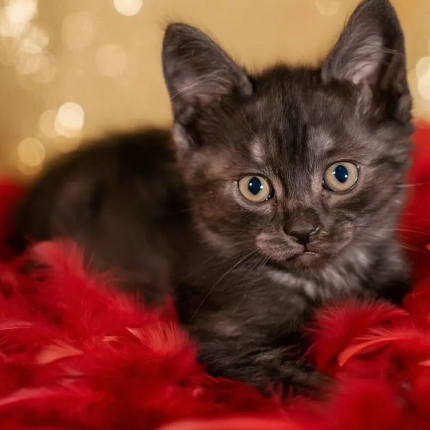 Котёнок от частного владельца