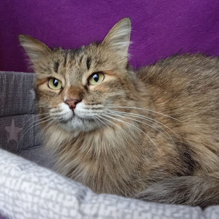 Кошечка в добрые руки