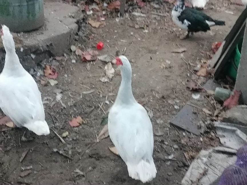 Мускусные утки