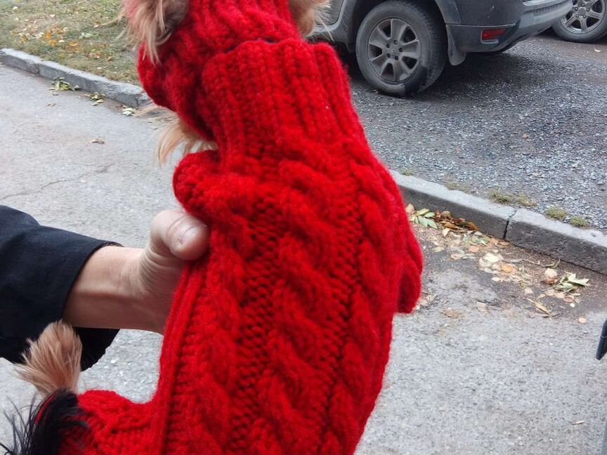 Одежда для собак
