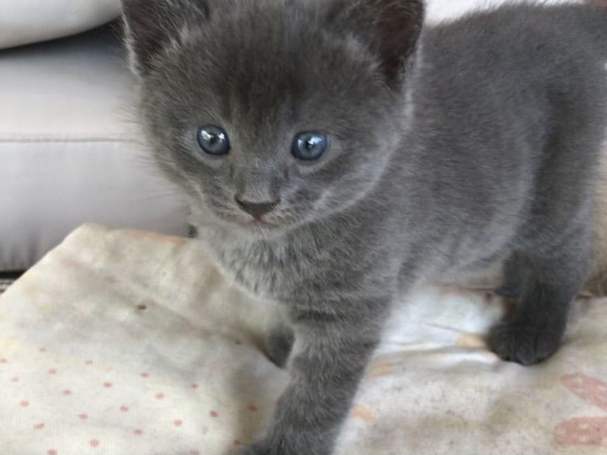 Котята