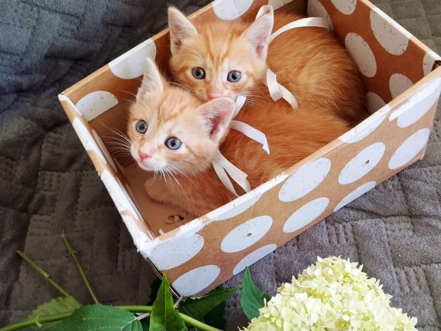 Котята бесплатно