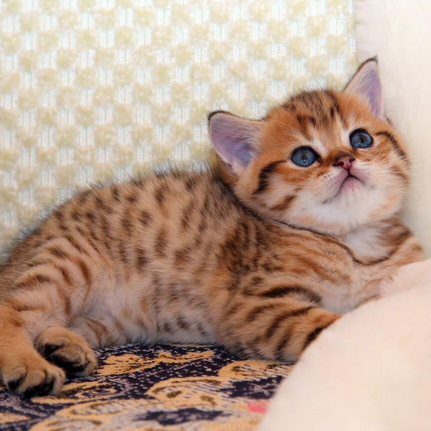 Британские котята