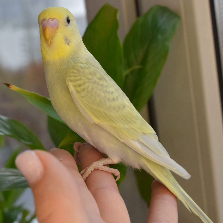 Красивый птенец самочка волнистых попугаев