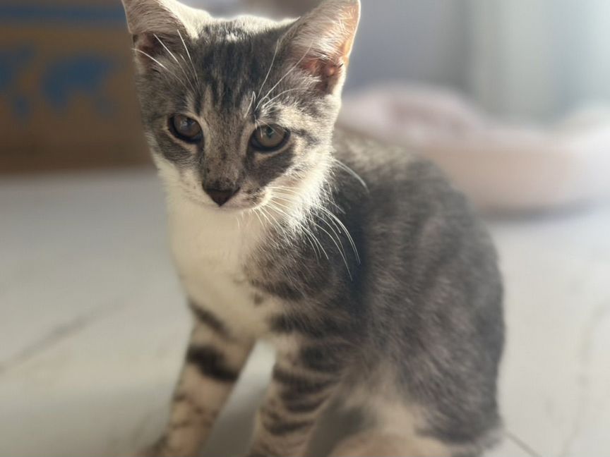 Кошка