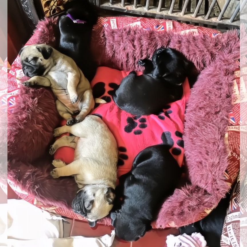 Мопс, щенок