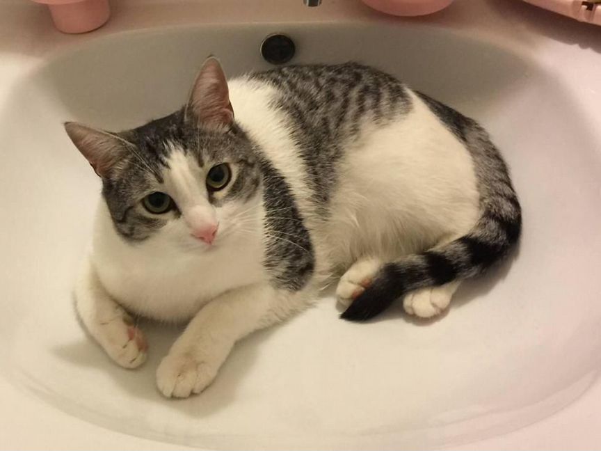 Котик ищет дом