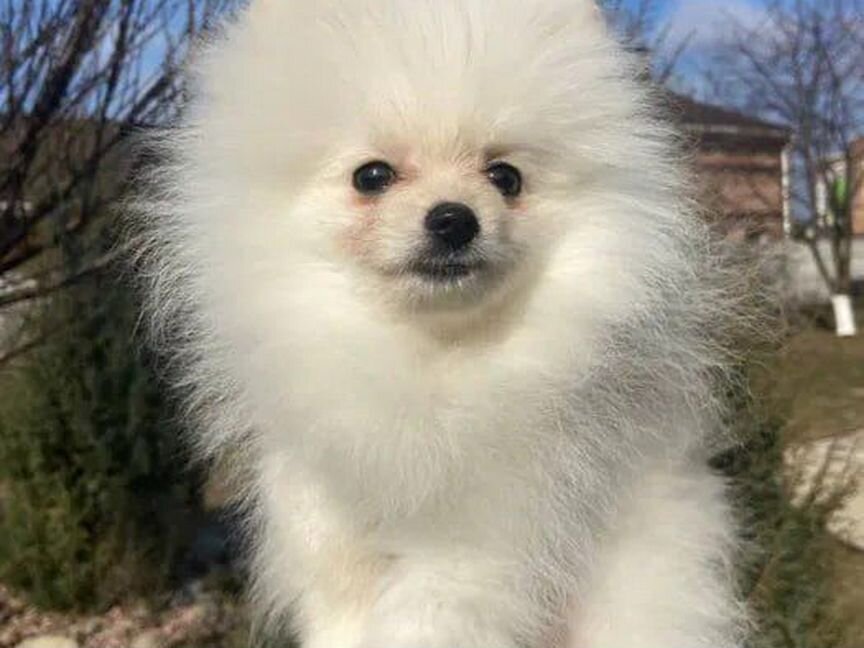 Шпиц померанец в продаже 3 мес