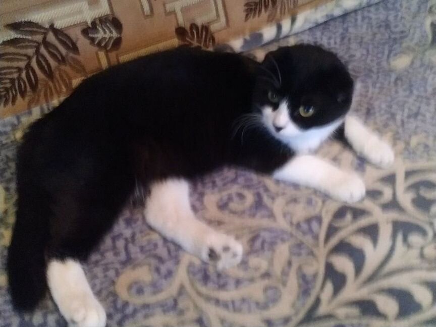 Королевский кот