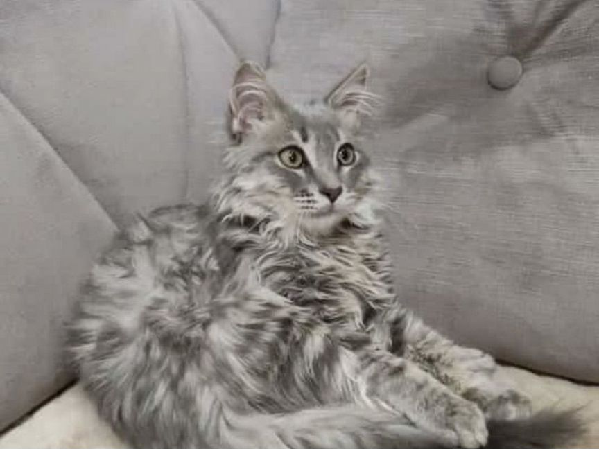 Котята в добрые руки бесплатно мальчик