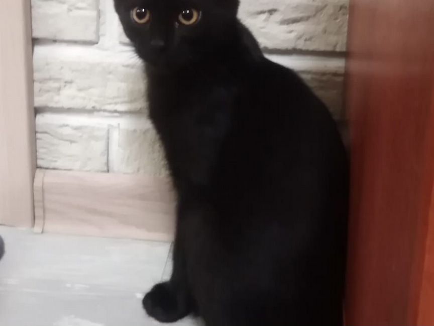Котенок в хорошие ручки