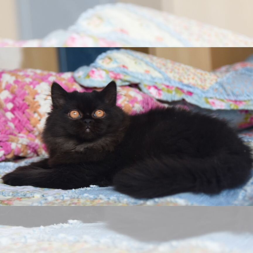 Британский длинношёрстный котёнок