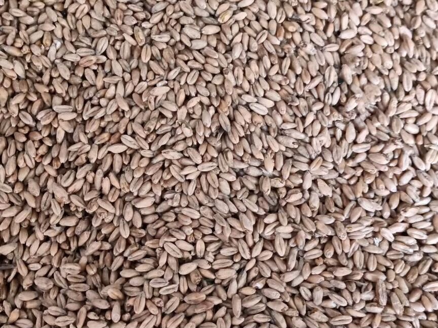 Пшеница фуражная, овес