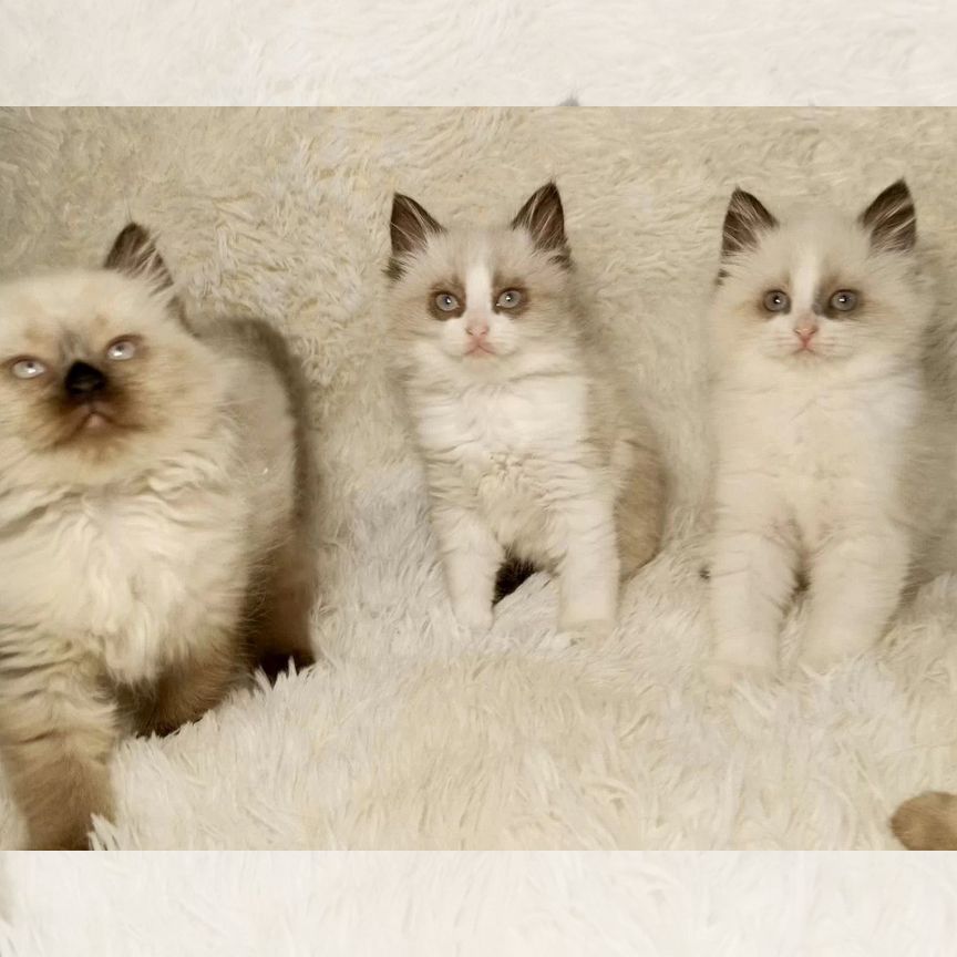 Рэгдолл котёнок