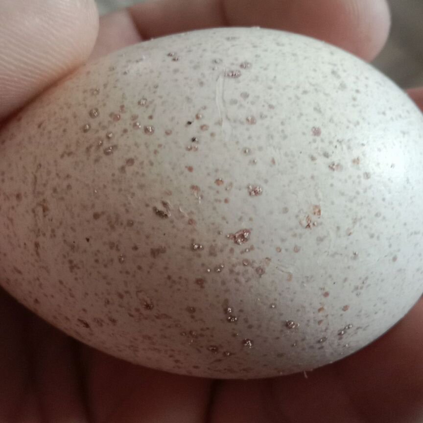 Яйца индюков