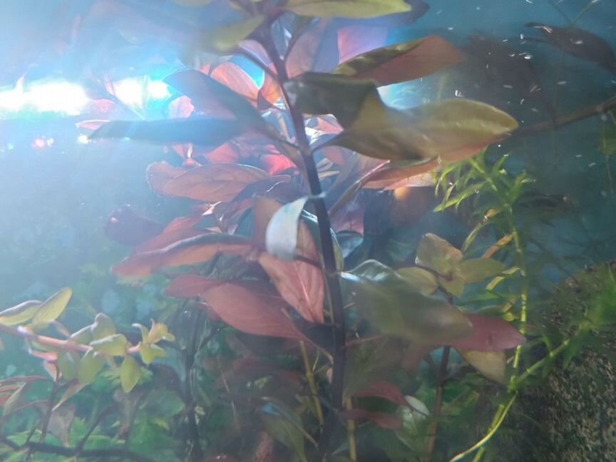 Отдам бесплатно. Аквариумные растения