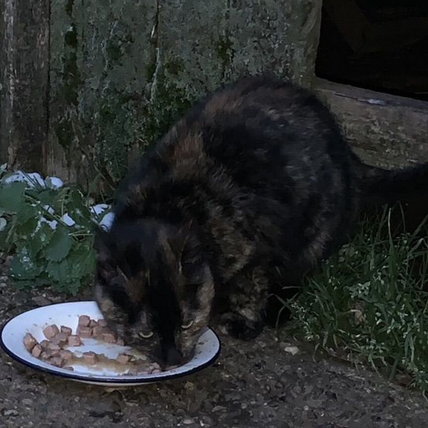 Замерзают котята