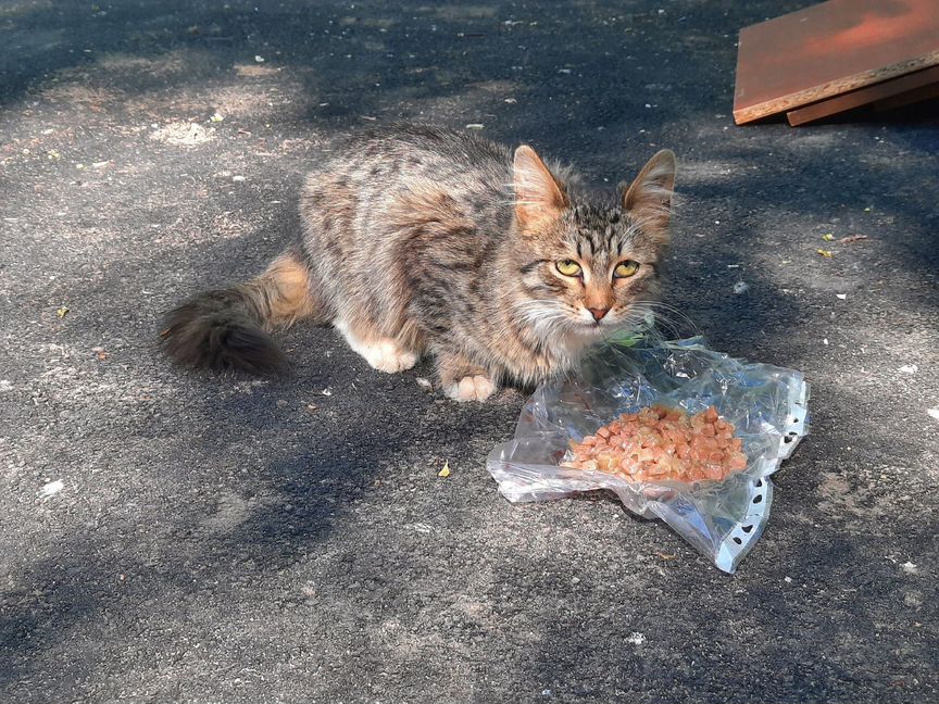 Отдам котика в добрые руки