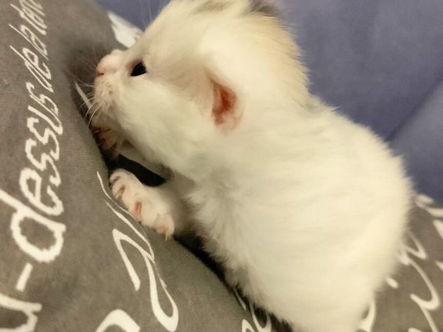 Котятки турецкой ангоры