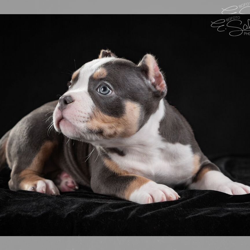 Американский булли, щенок