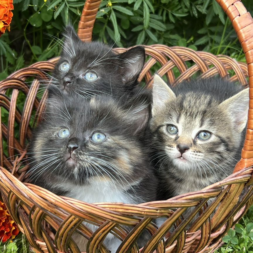 Котики беплатно в добрые руки