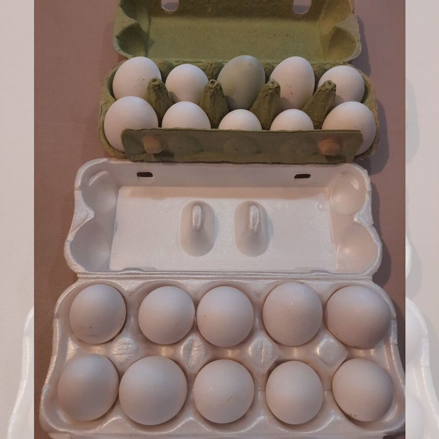 Домашние куриные яйца