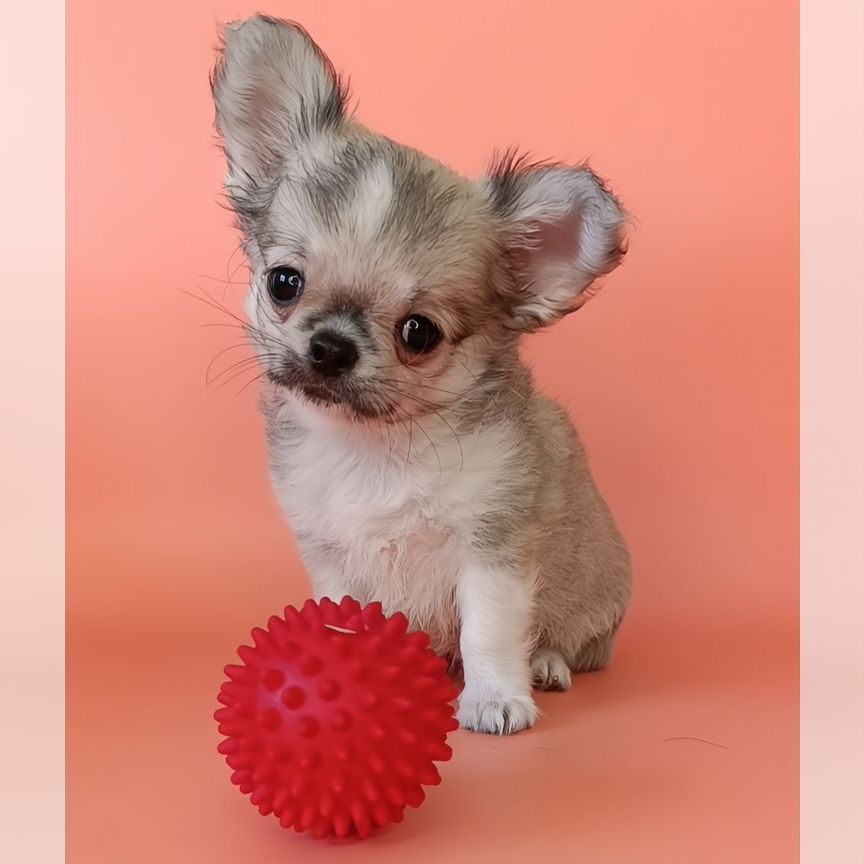 Чихуахуа, щенок