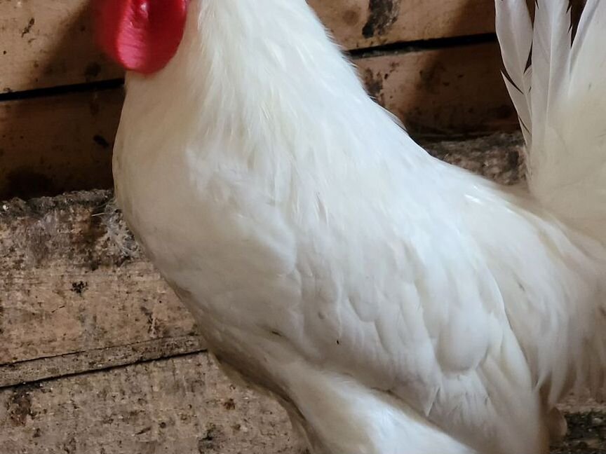 Петухи Леггорн и Ломан Браун, 1,5 года