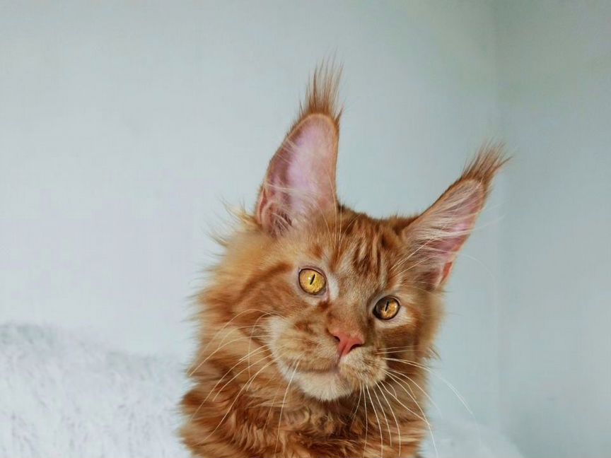 Кopoль котенок Мейн кун