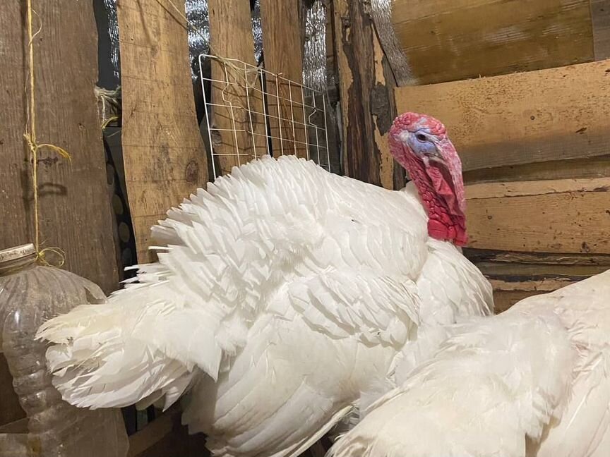 Семья индюков